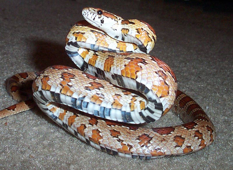 Snake Racks for Breeding - Vision Products