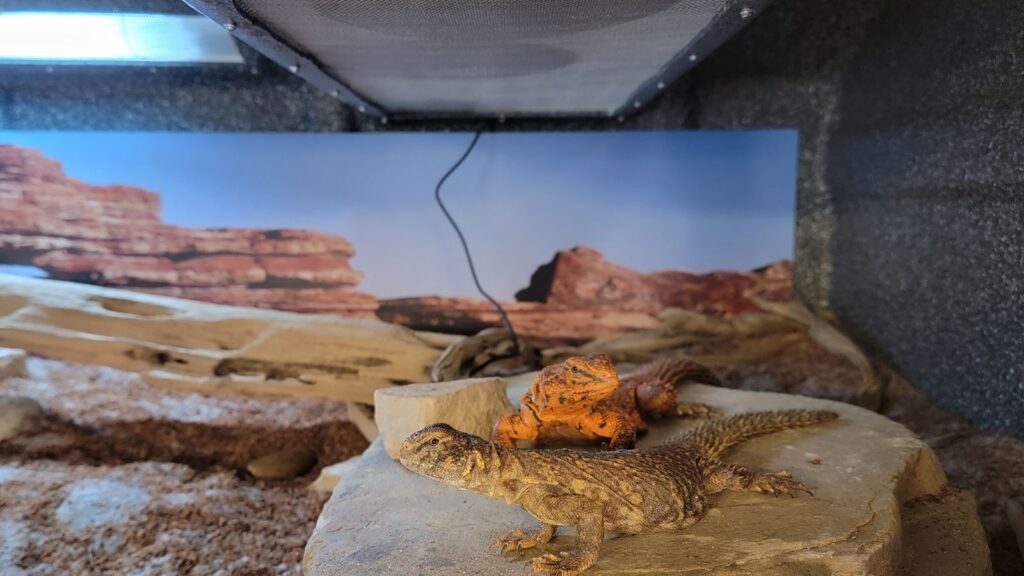 Uromastyx Enclosure - Vision Products