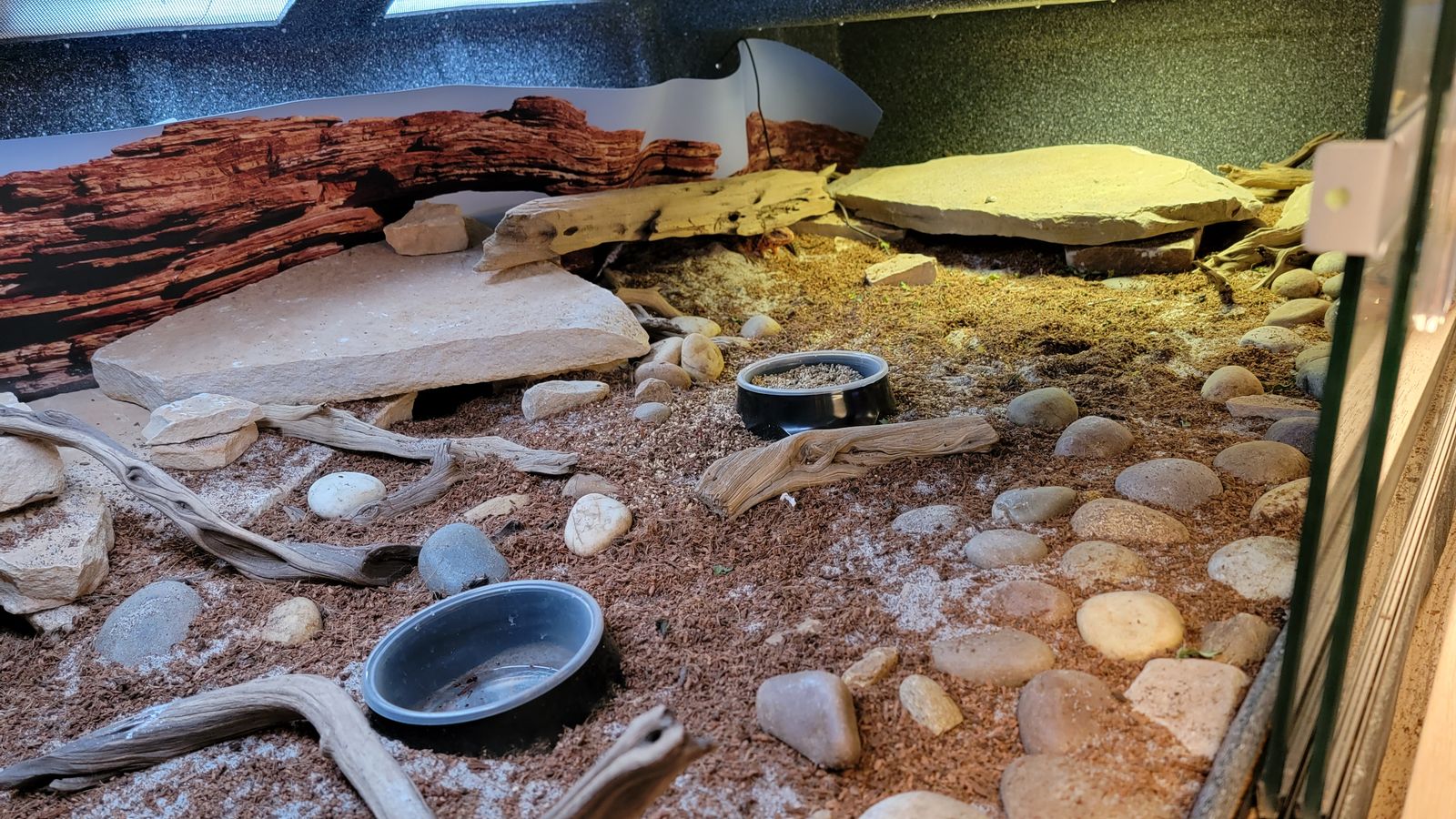 How Important is Temperature in a Reptile Enclosure? - Vision Products