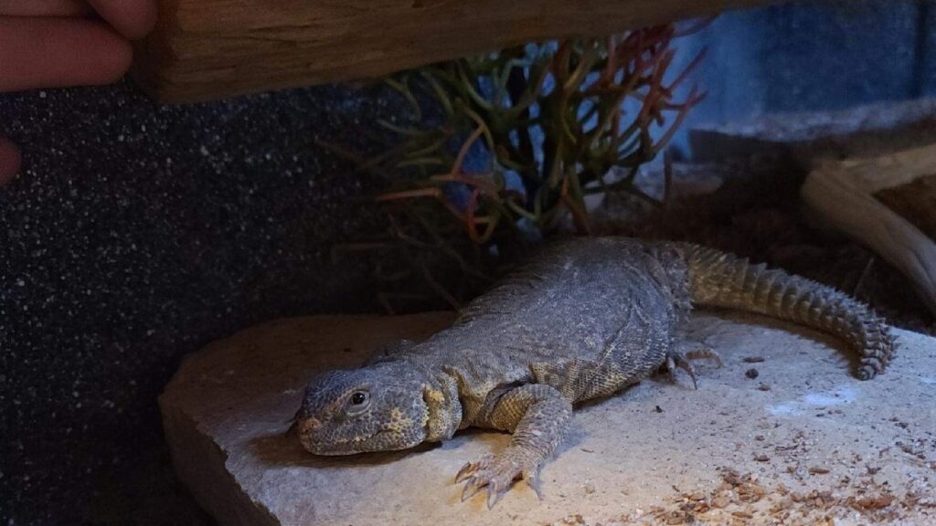 Uromastyx Enclosure - Vision Products