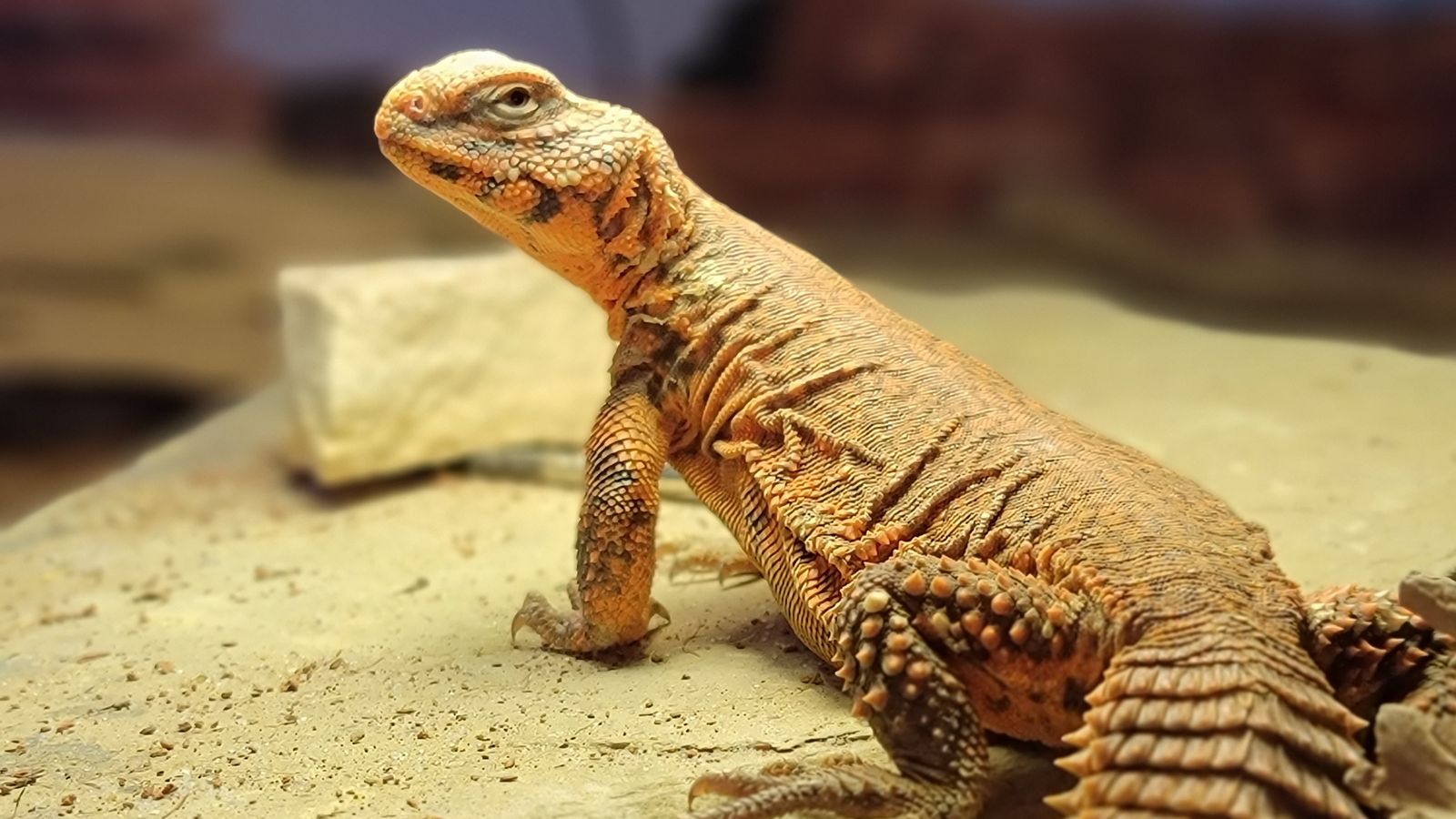 Uromastyx Enclosure - Vision Products