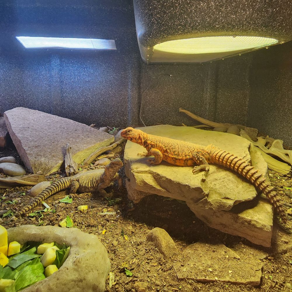 Vision Cages - Vision Products