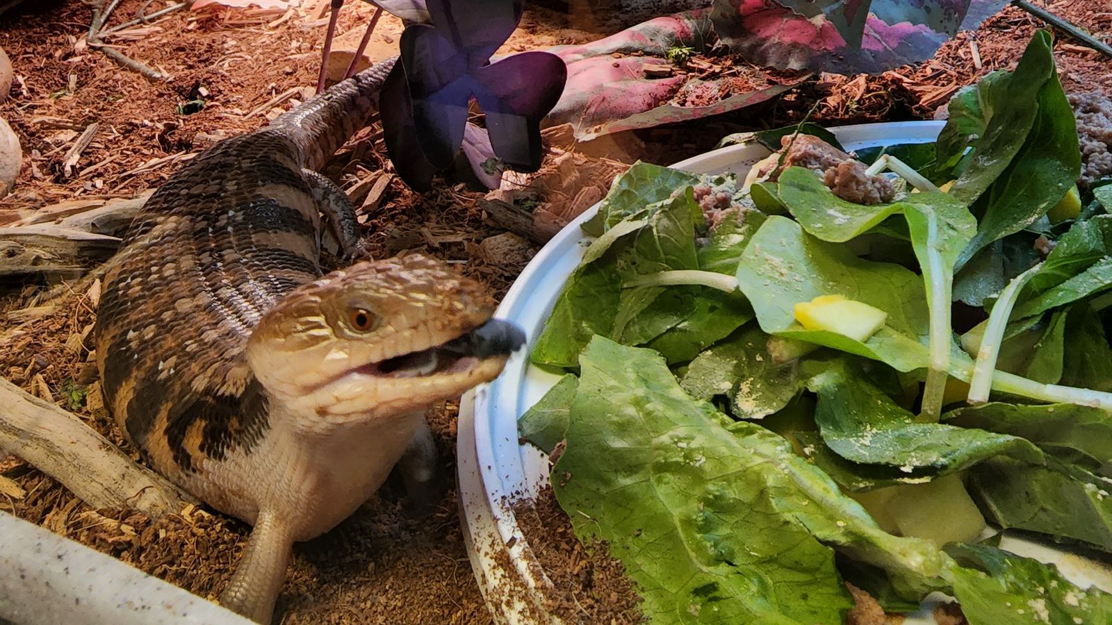 Blue Tongue Skink Enclosure - Vision Products