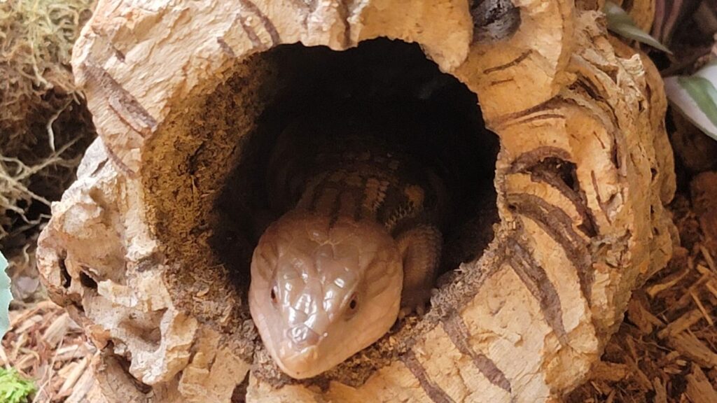 Blue Tongue Skink Enclosure - Vision Products