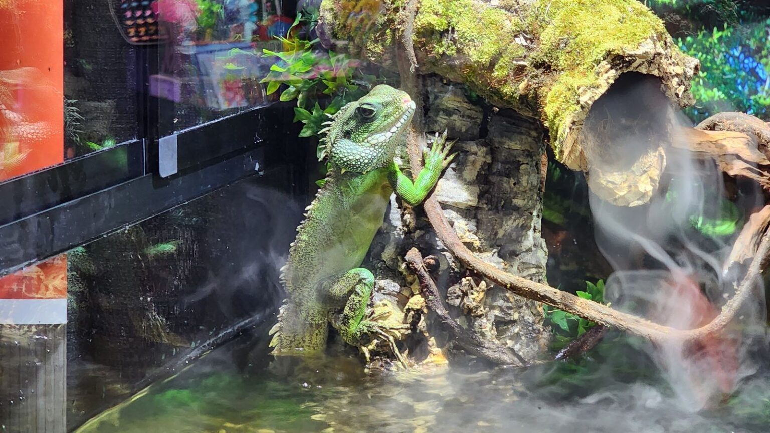 What Are The 7 Best Reptile Pets for Beginners? - Vision Products