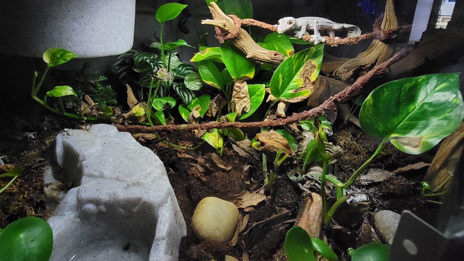 The Beautiful Bioactive Vivarium: Is it The Best Home For a Reptile ...