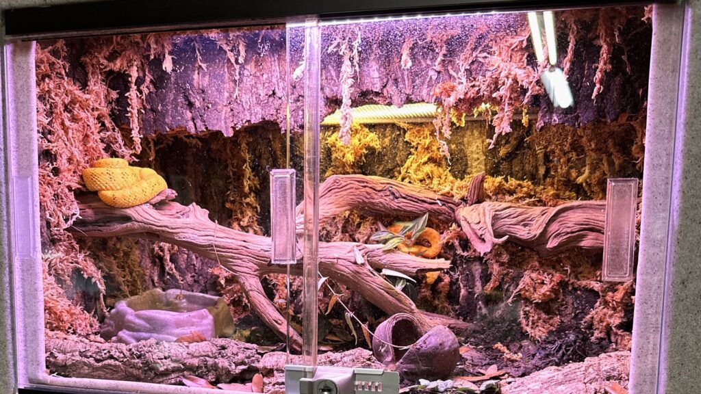 The Beautiful Bioactive Vivarium: Is it The Best Home For a Reptile ...