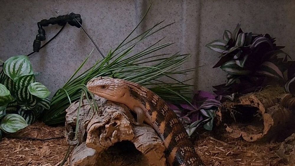 Reptile Enclosure Decor - Tips for Setting Up Your Repitle's New Home ...