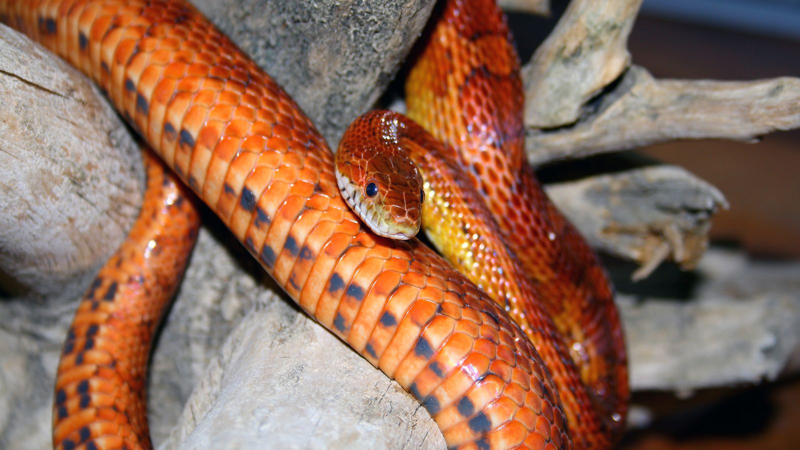 Corn Snakes: How to Create the Ideal Enclosure! - Vision Products