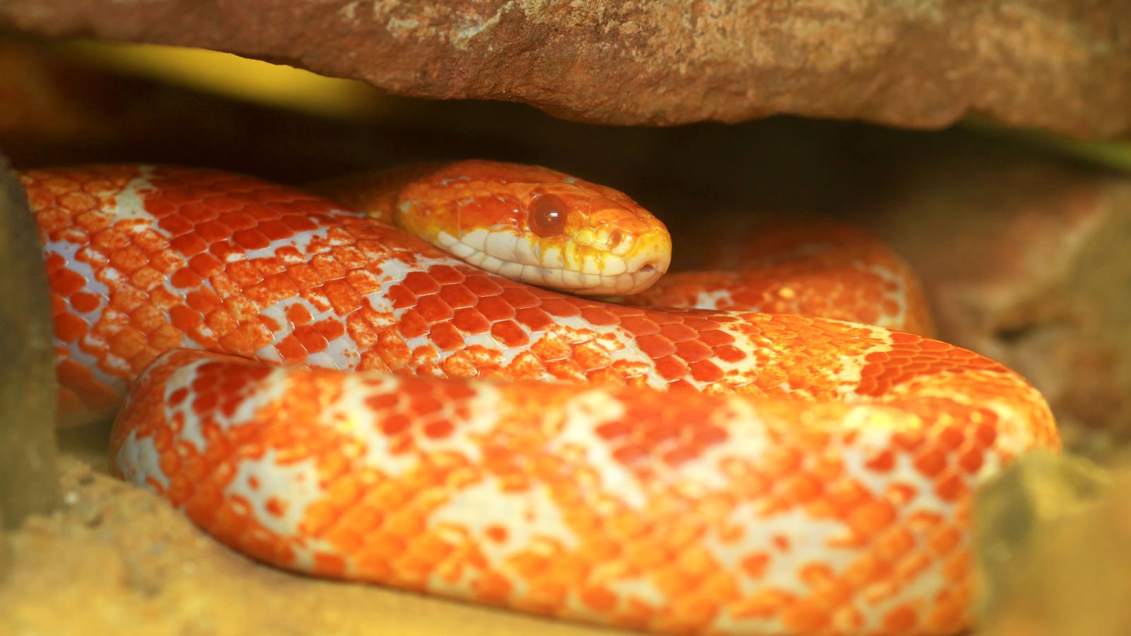 Corn Snakes: How to Create the Ideal Enclosure! - Vision Products