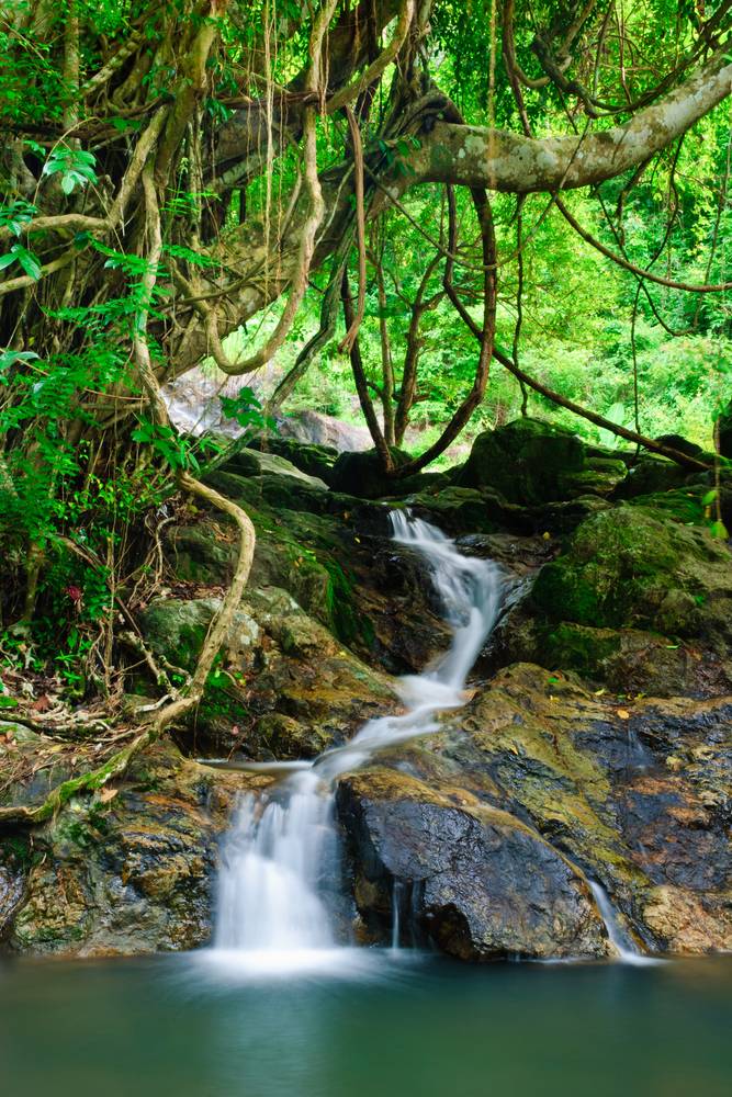 Aviary Leasing - Serenity Aviary & Aquarium Services